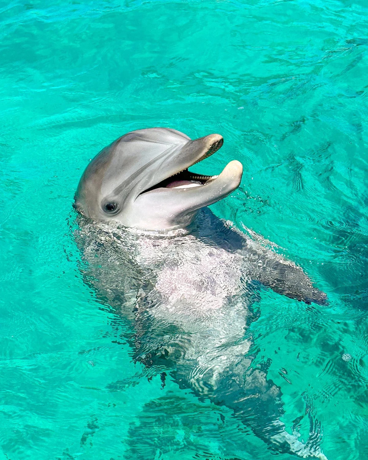 Coco (CWOP) | Captive Cetaceans Wiki | Fandom