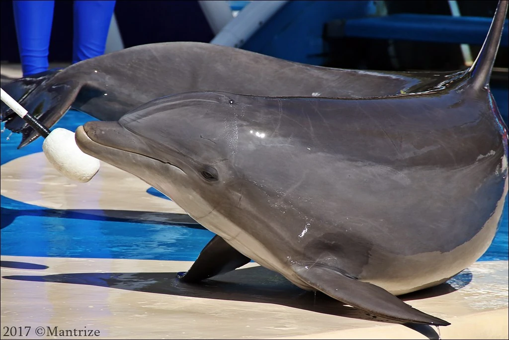 Bubba (SWF) | Captive Cetaceans Wiki | Fandom