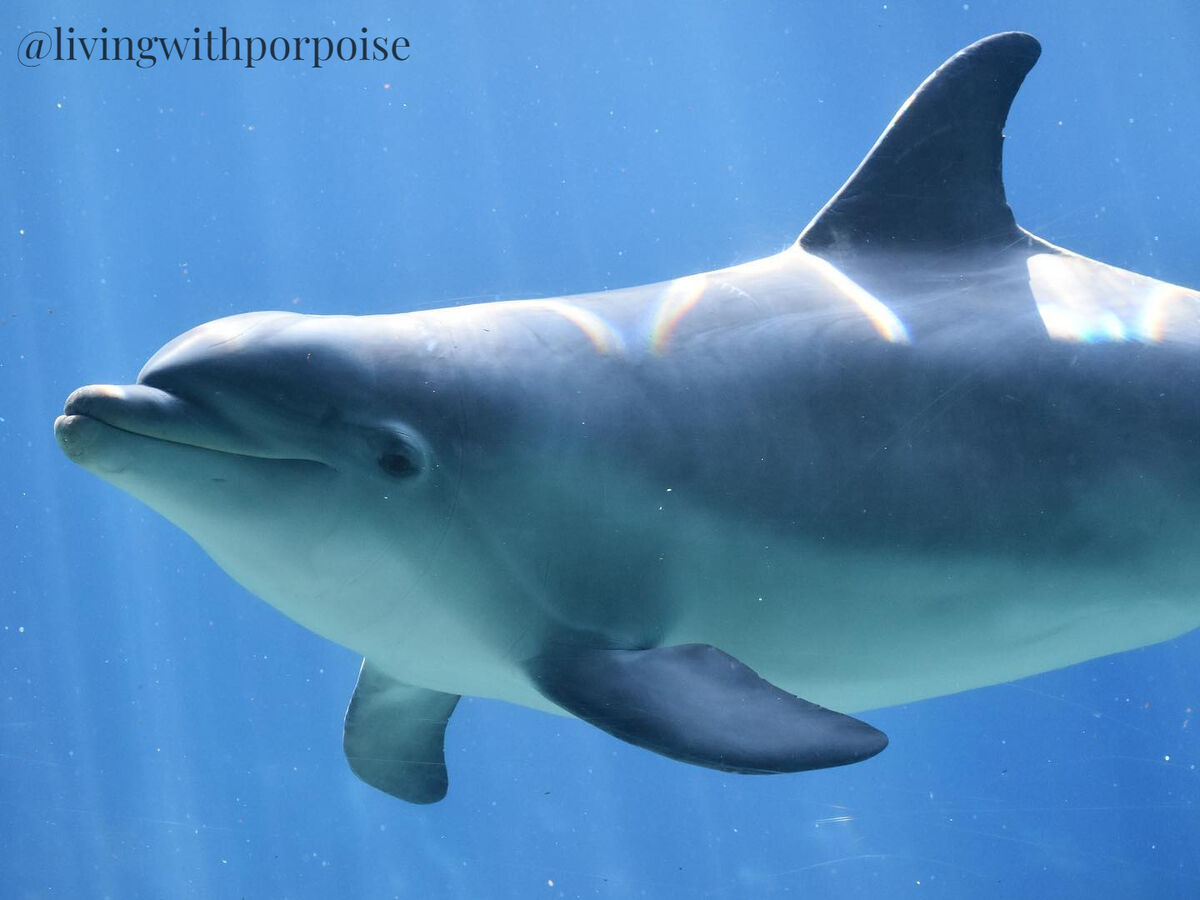 Spark Swf Captive Cetaceans Wiki Fandom