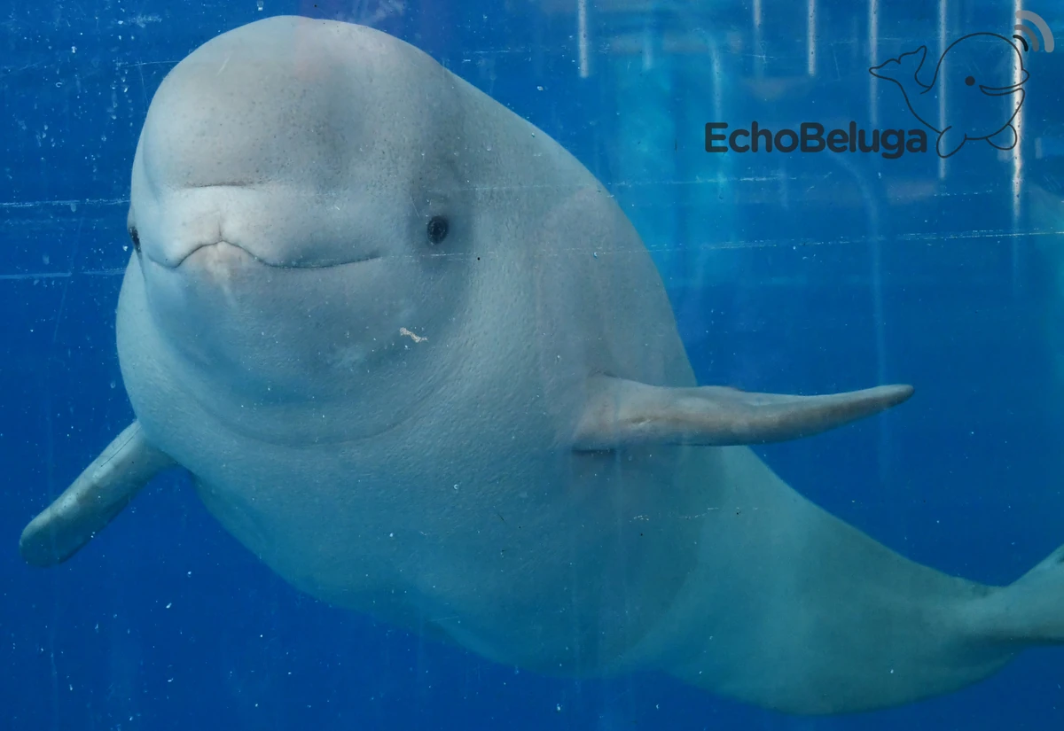 Tulok (SWT) | Captive Cetaceans Wiki | Fandom