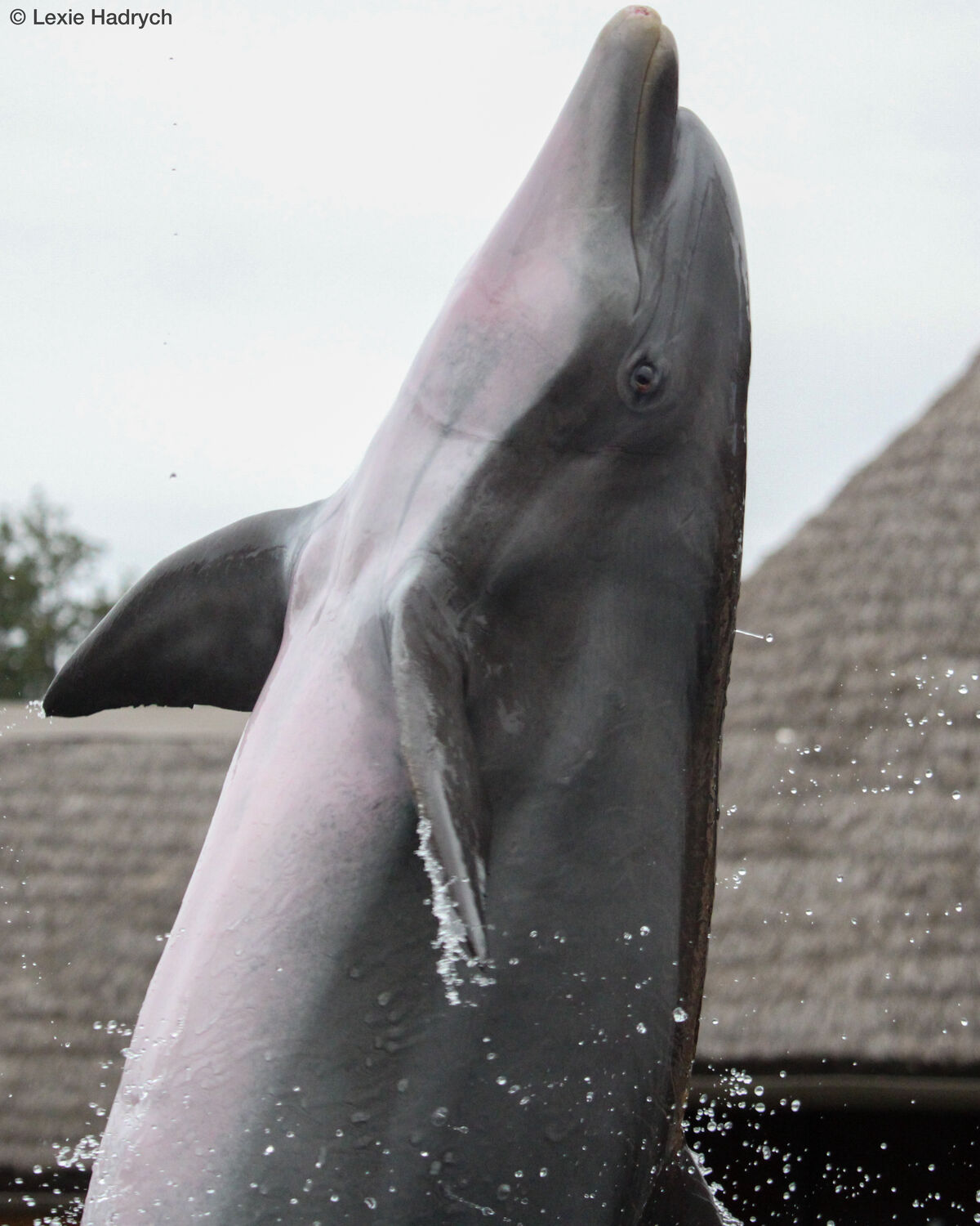 Yoyo Swt Captive Cetaceans Wiki Fandom