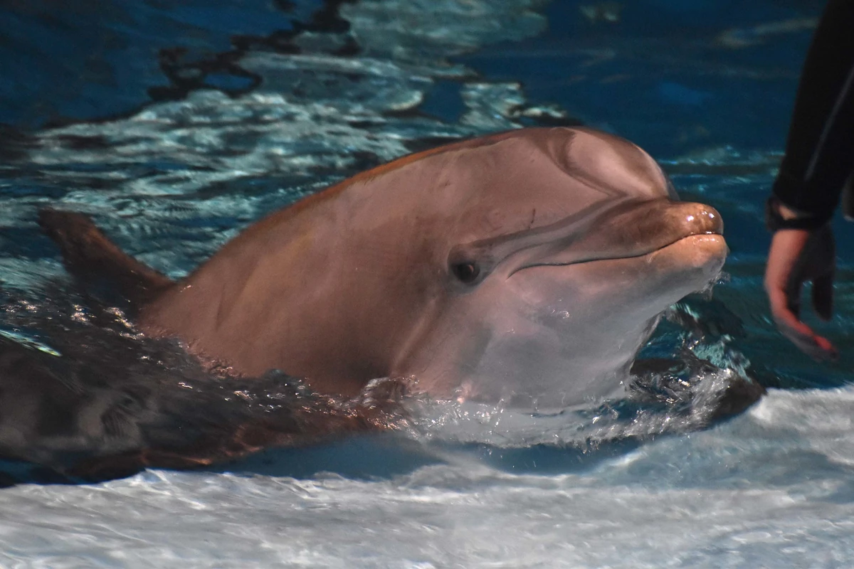 Taz (INDZ) | Captive Cetaceans Wiki | Fandom