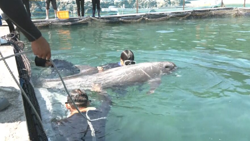 Violet Twm Captive Cetaceans Wiki Fandom