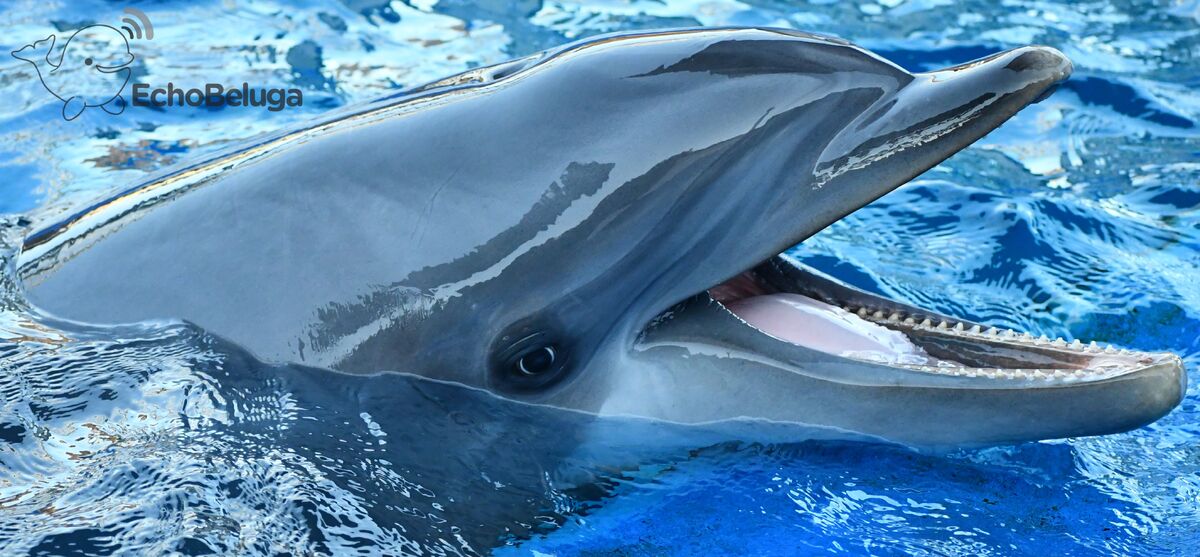 Avalon II (SWC) | Captive Cetaceans Wiki | Fandom Avalon II (SWC) | Captive Cetaceans Wiki | Fandom