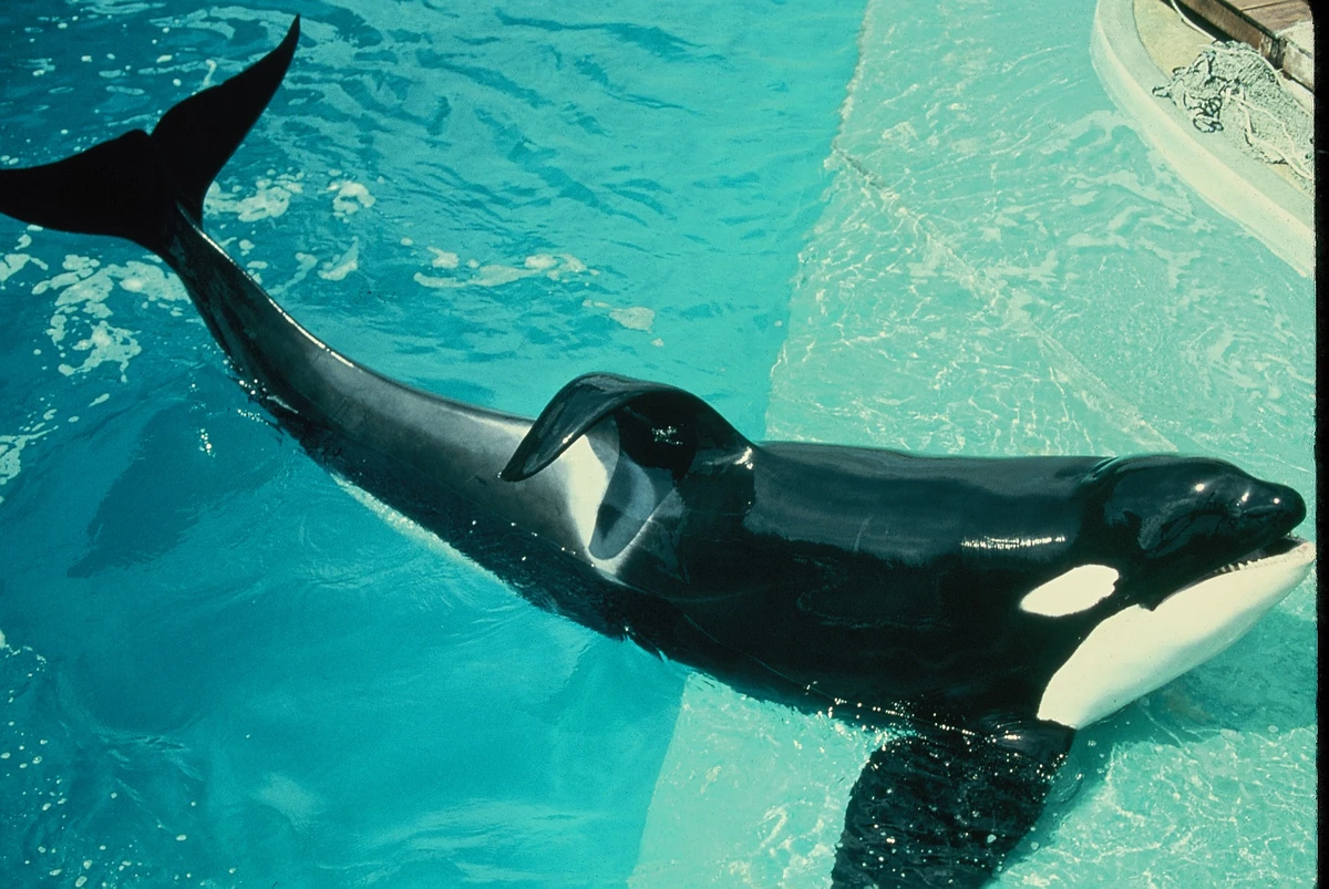 Ramu (SWF) | Captive Cetaceans Wiki | Fandom