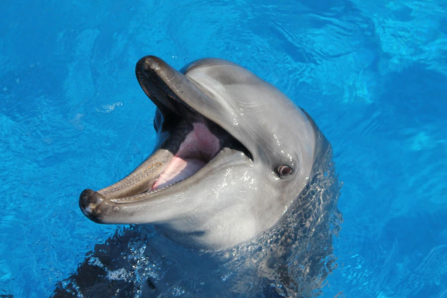 Tombi (SAAMBR) | Captive Cetaceans Wiki | Fandom