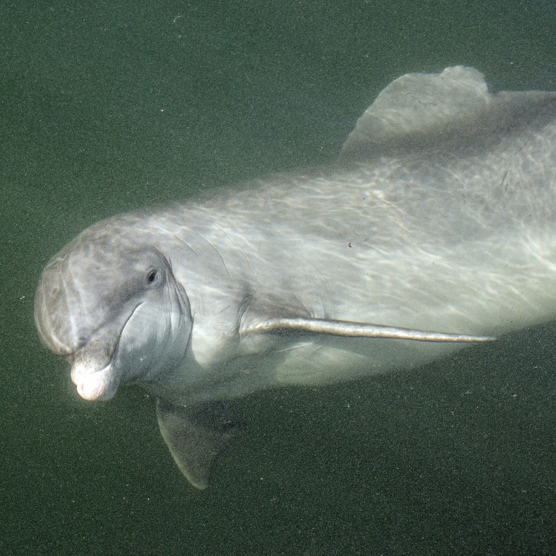 Jax Drc Captive Cetaceans Wiki Fandom