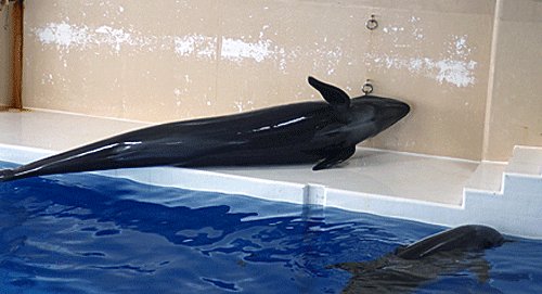 Sora Awioa Captive Cetaceans Wiki Fandom