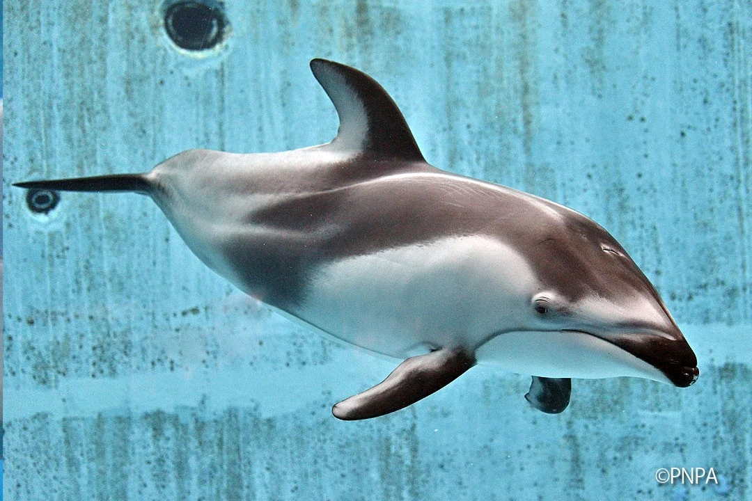 Ai (PNPA) | Captive Cetaceans Wiki | Fandom