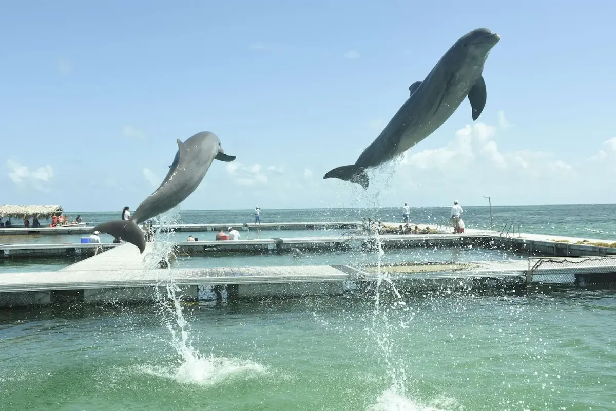 Dolphin Island Park | Captive Cetaceans Wiki | Fandom