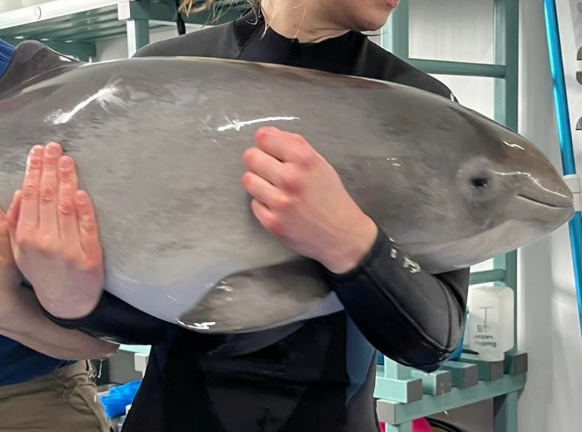 Norah (SOS) | Captive Cetaceans Wiki | Fandom