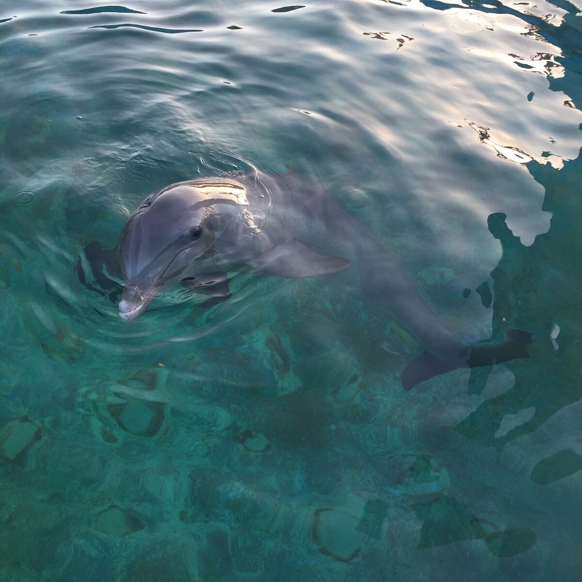 Unca Acb Captive Cetaceans Wiki Fandom