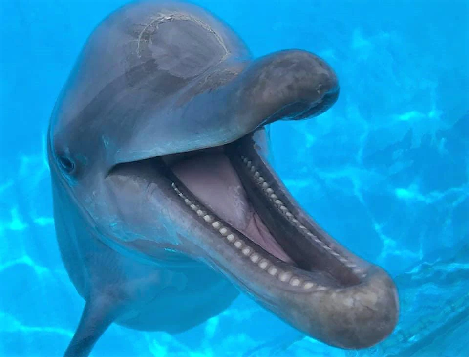 Apollo (IMMS) | Captive Cetaceans Wiki | Fandom