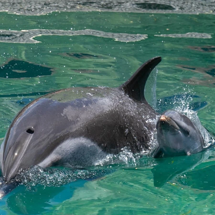 Anisu (RRO) | Captive Cetaceans Wiki | Fandom