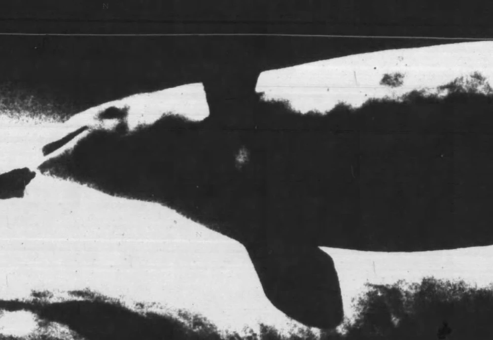 Illamar (NA) | Captive Cetaceans Wiki | Fandom