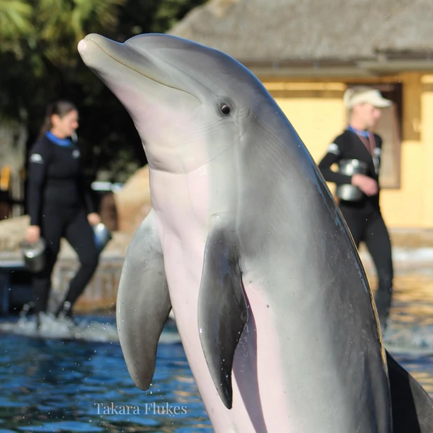 Rimmy (SWT) | Captive Cetaceans Wiki | Fandom