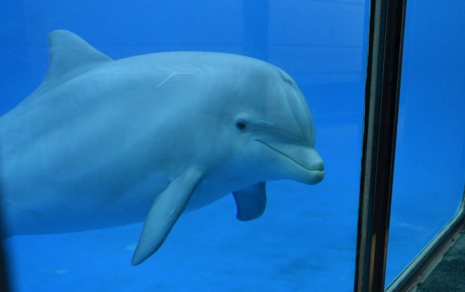 Coral (HOP) | Captive Cetaceans Wiki | Fandom