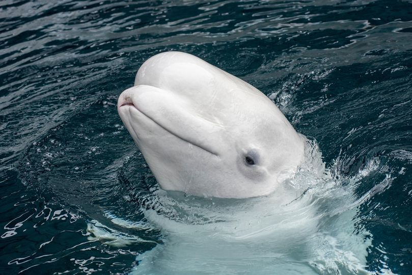 Klondike (SWC) | Captive Cetaceans Wiki | Fandom Klondike (SWC) | Captive Cetaceans Wiki | Fandom