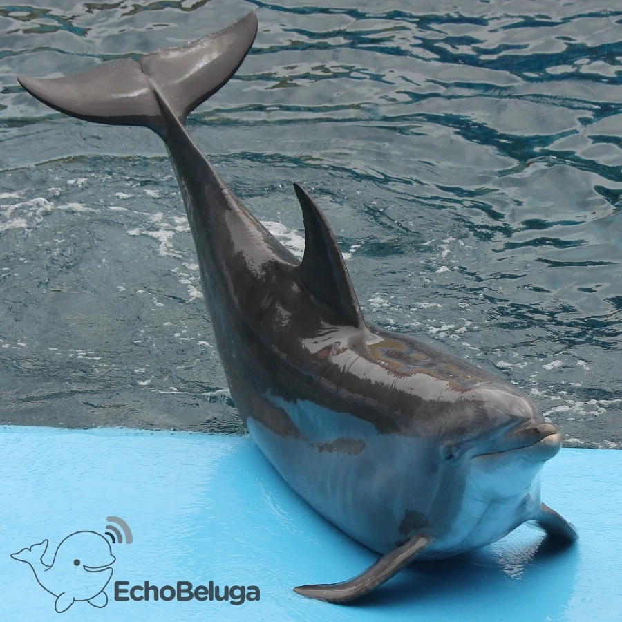Merlin (SFDK) | Captive Cetaceans Wiki | Fandom
