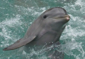 Alex (DCMB) | Captive Cetaceans Wiki | Fandom