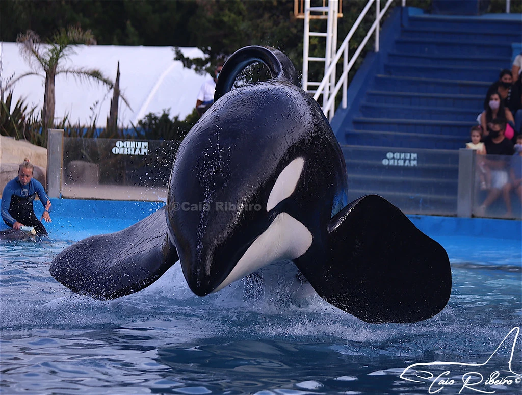 Kshamenk (MM) | Captive Cetaceans Wiki | Fandom