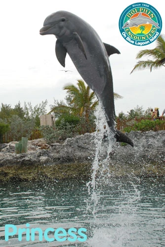 Princess (DE) | Captive Cetaceans Wiki | Fandom