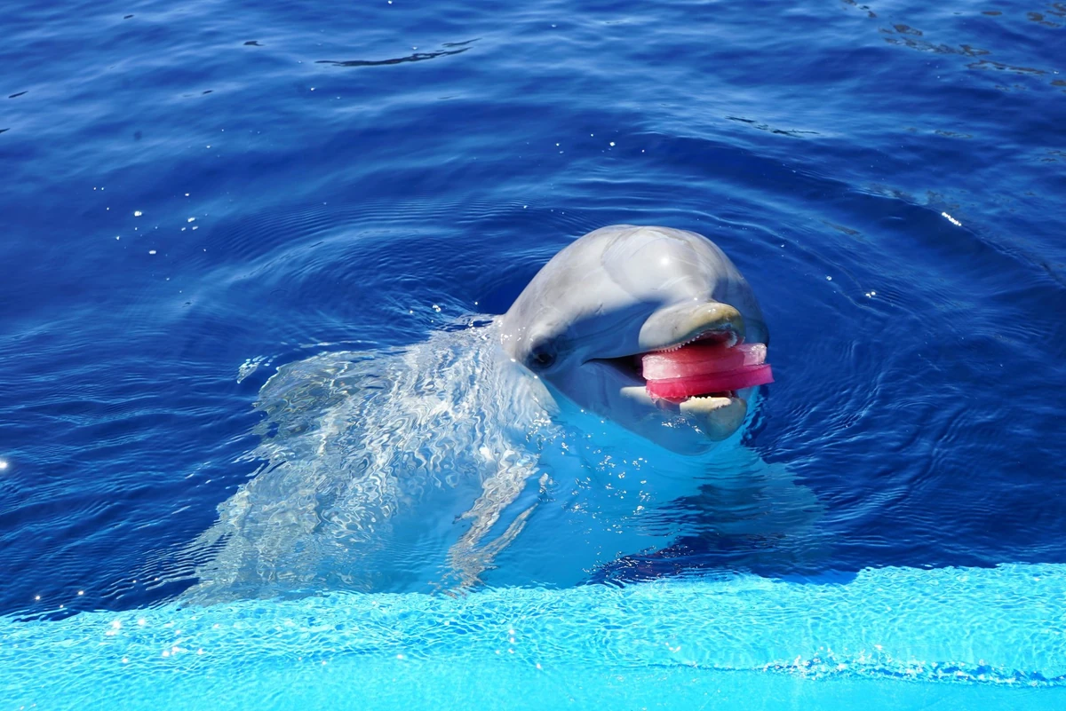 Apolo (LOC) | Captive Cetaceans Wiki | Fandom