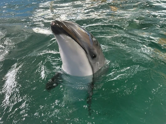 Go (NJA) | Captive Cetaceans Wiki | Fandom