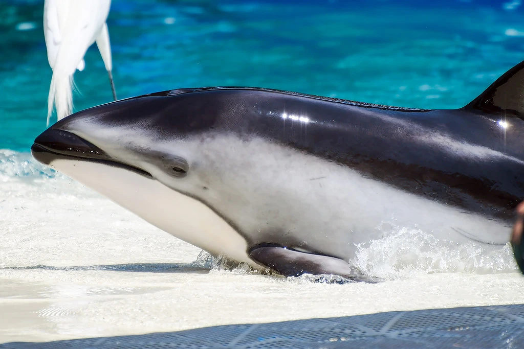 Li'i (SWT) | Captive Cetaceans Wiki | Fandom