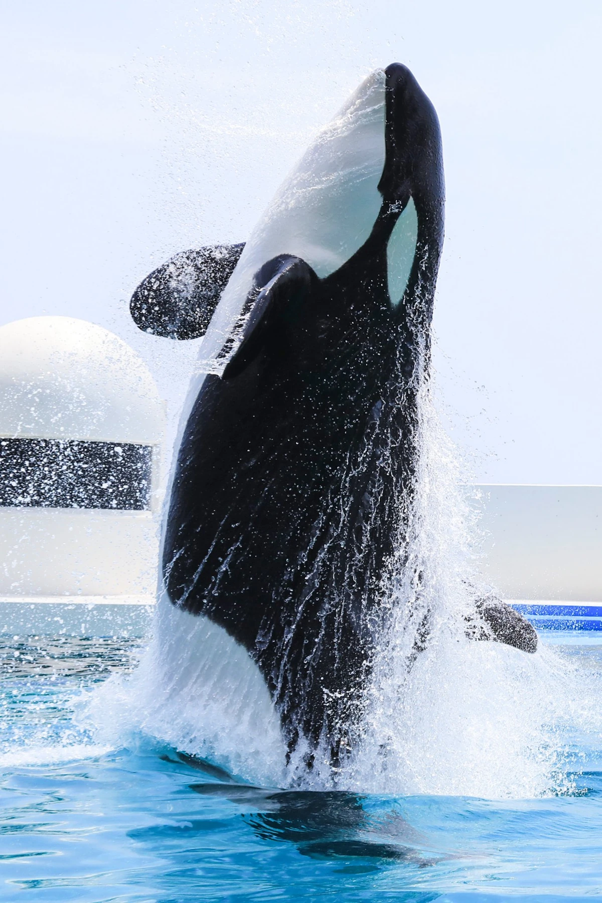 Lovey (KSW) | Captive Cetaceans Wiki | Fandom