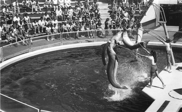 Breeze Drc Captive Cetaceans Wiki Fandom