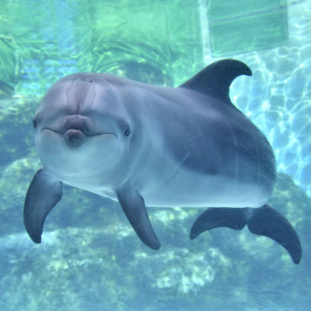 Kai (PNPA) | Captive Cetaceans Wiki | Fandom