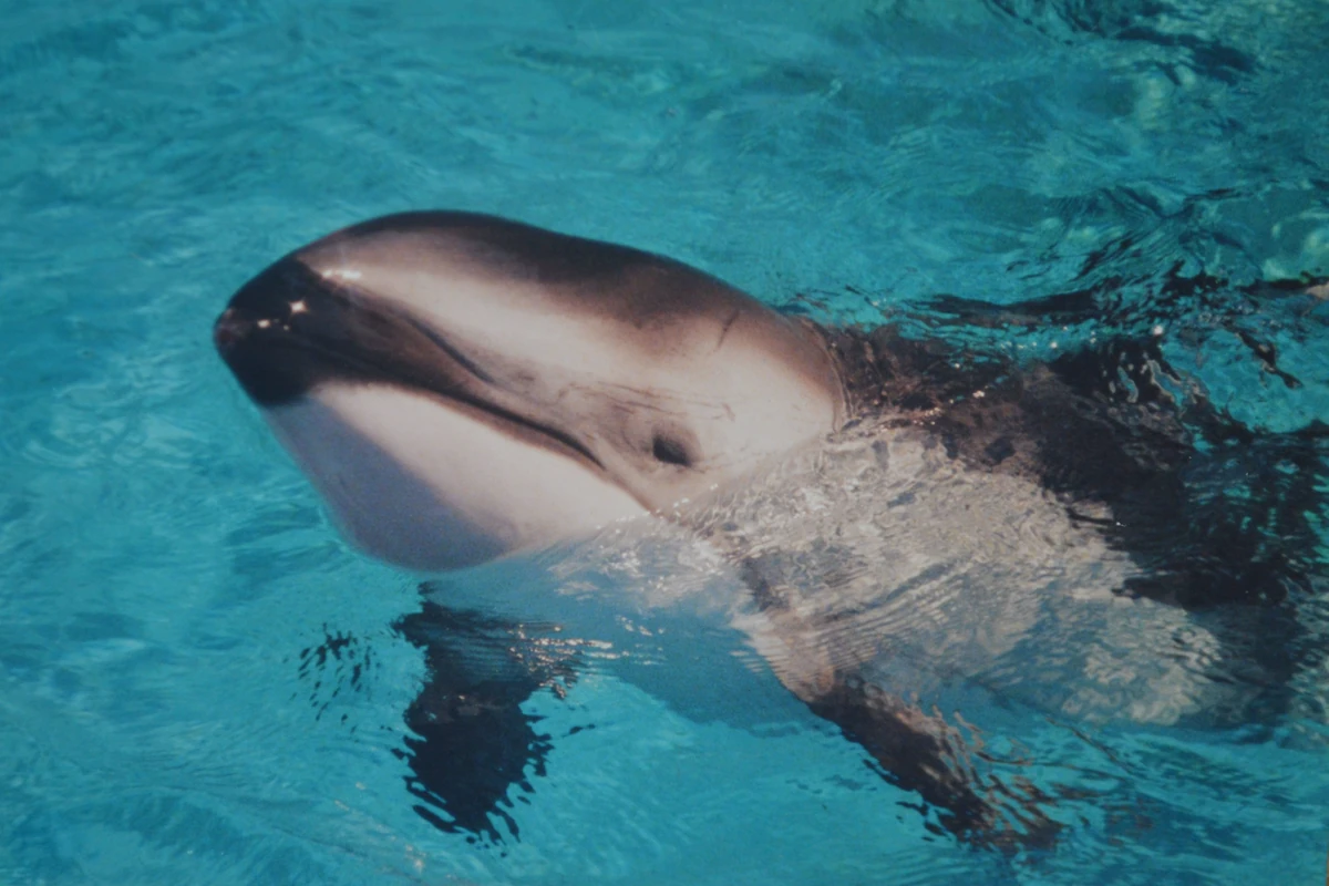 Lorelai (SWT) | Captive Cetaceans Wiki | Fandom