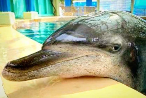 Molly (OPHK) | Captive Cetaceans Wiki | Fandom