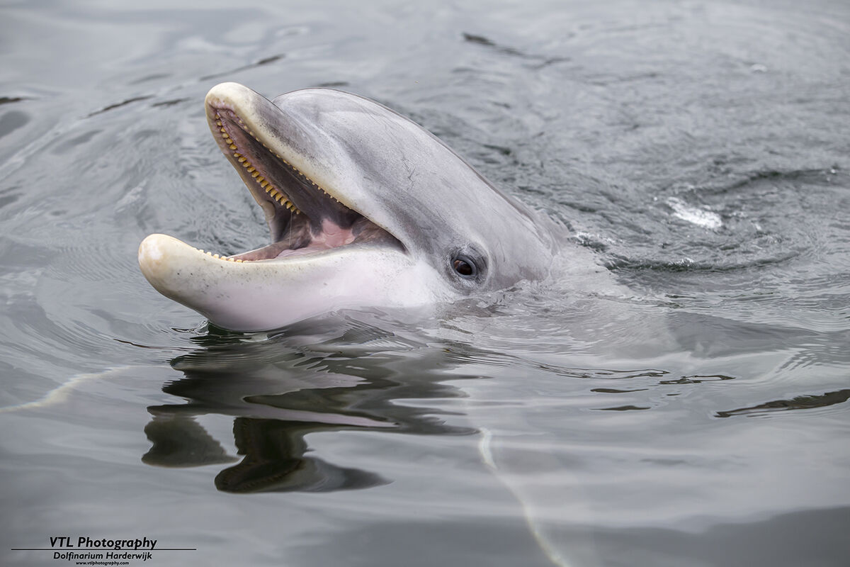 Nynke Tin Captive Cetaceans Wiki Fandom