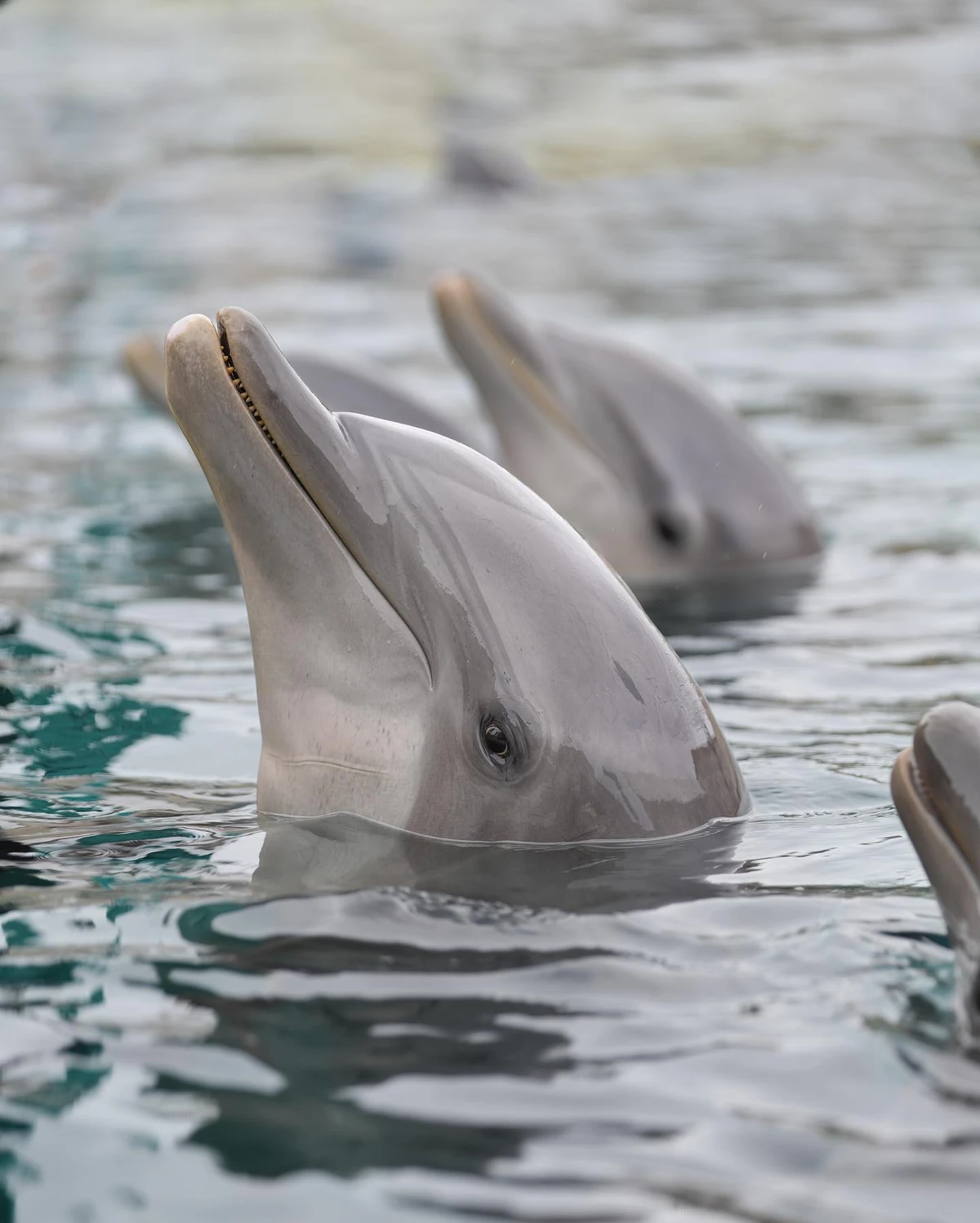 Caliban (DQB) | Captive Cetaceans Wiki | Fandom