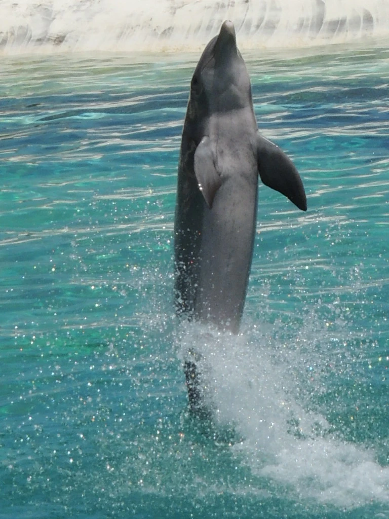 Hi'iaka (SLPH) | Captive Cetaceans Wiki | Fandom