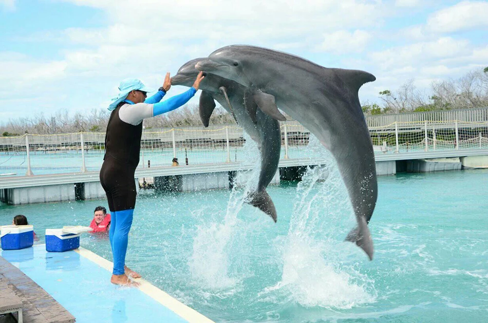 Delfinario Cayo Guillermo | Captive Cetaceans Wiki | Fandom