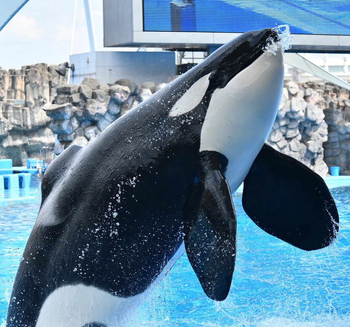 Earth (PNPA) | Captive Cetaceans Wiki | Fandom