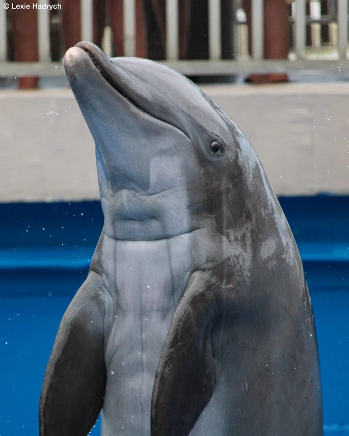 Sebastian (GMAP) | Captive Cetaceans Wiki | Fandom