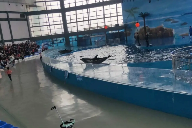 Yancheng Dafeng Port Ocean World | Captive Cetaceans Wiki | Fandom