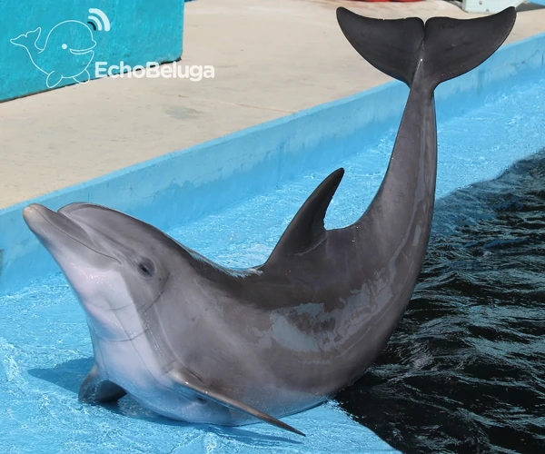 Bella (SFDK) | Captive Cetaceans Wiki | Fandom