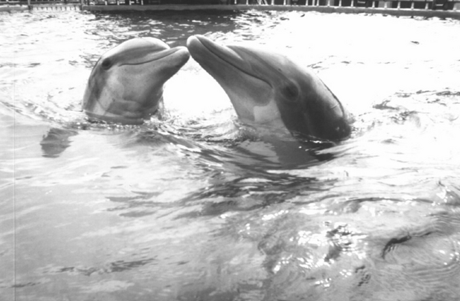 Hiapo Kbmml Captive Cetaceans Wiki Fandom