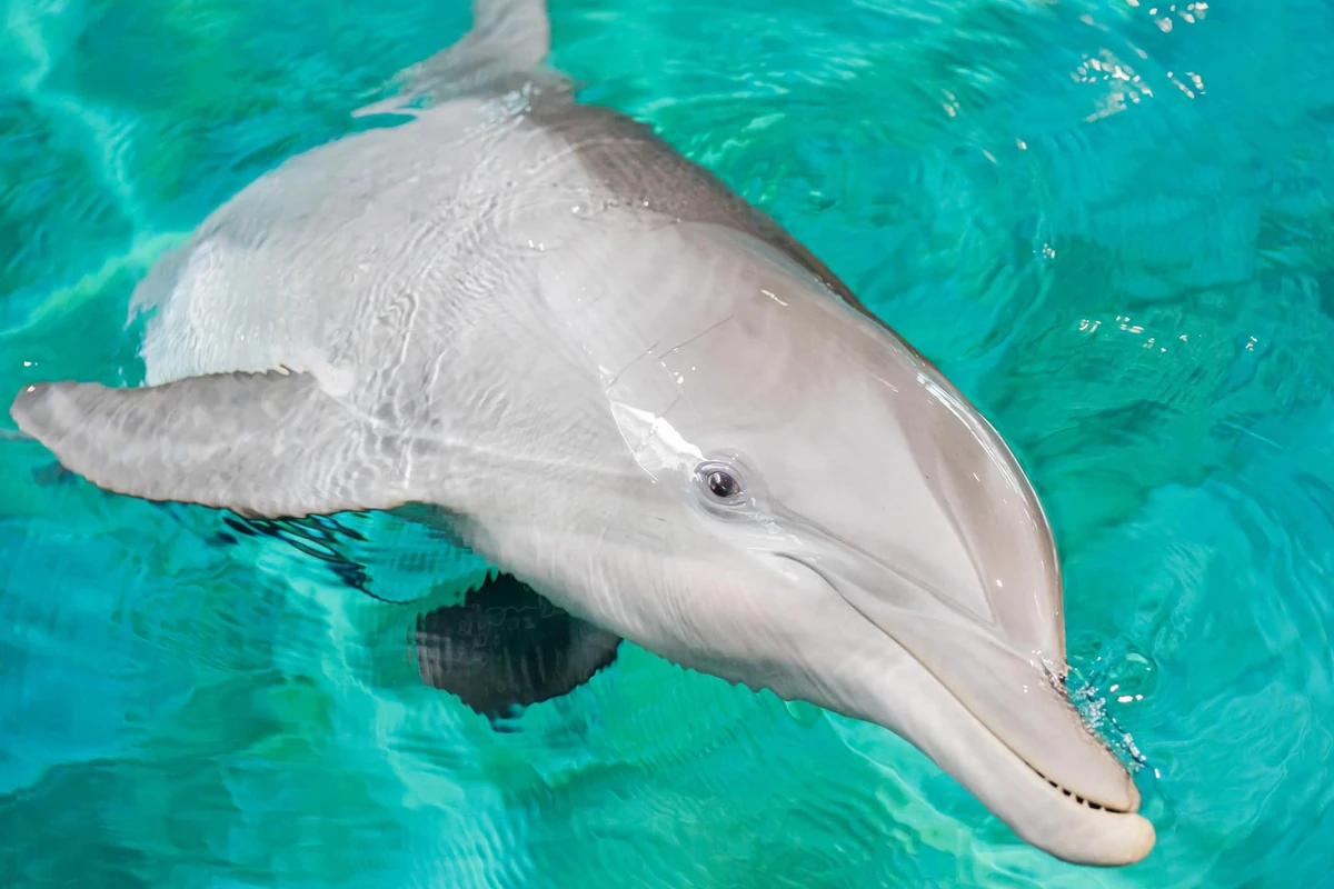 Hope (CMA) | Captive Cetaceans Wiki | Fandom