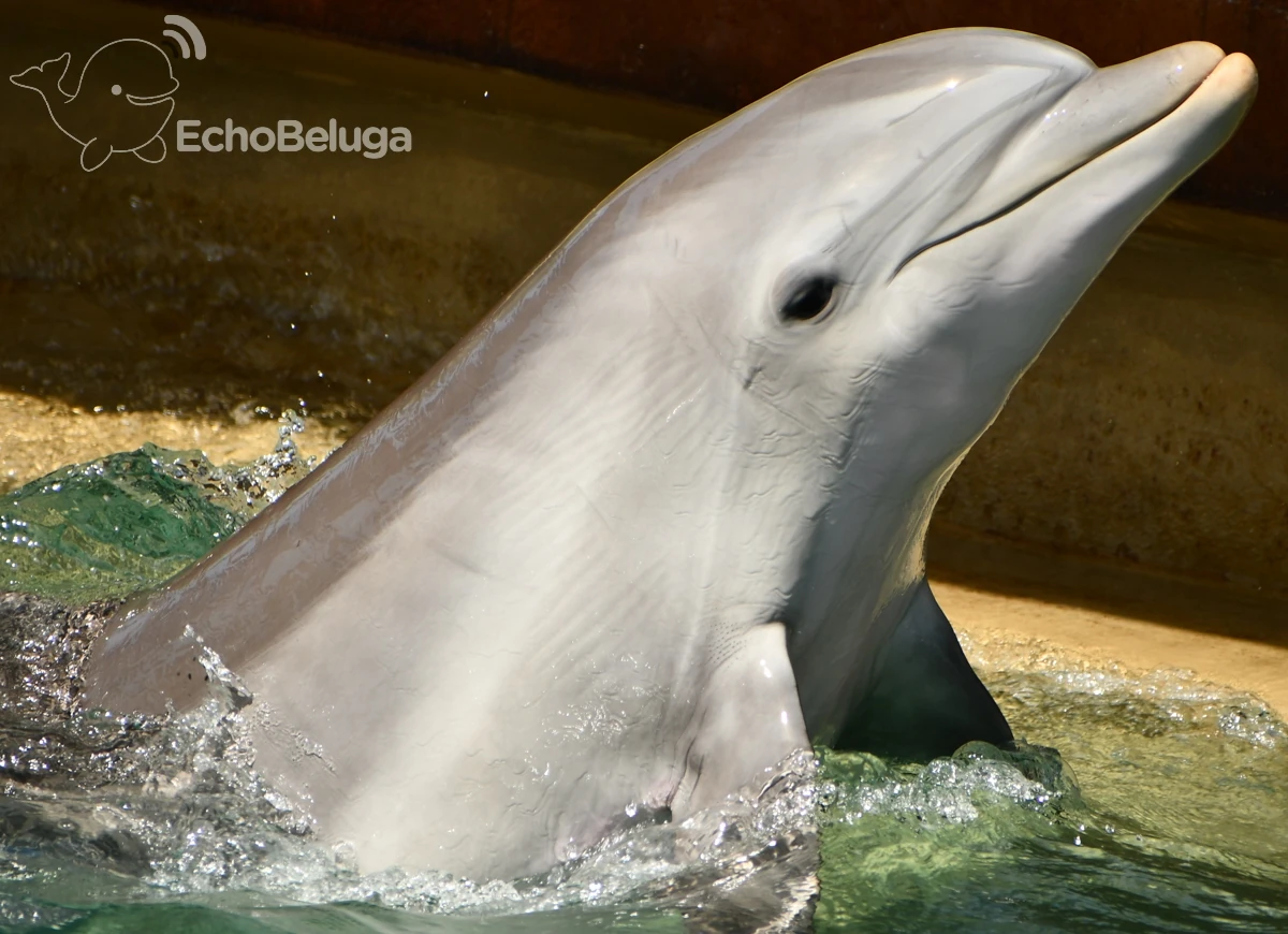 Ige (SWF) | Captive Cetaceans Wiki | Fandom