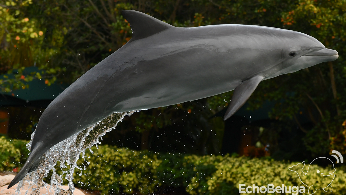 Kendall Dc Captive Cetaceans Wiki Fandom