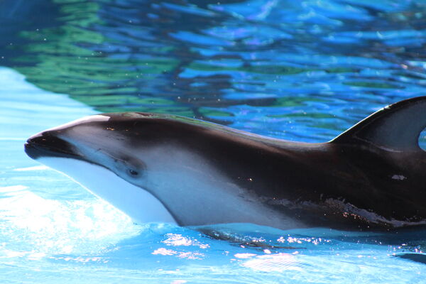Avalon Swt Captive Cetaceans Wiki Fandom