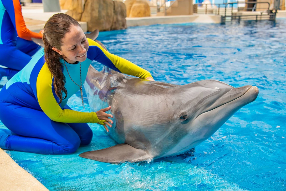 Jackson (SWF) | Captive Cetaceans Wiki | Fandom