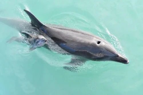 MGV-TT-B1901 | Captive Cetaceans Wiki | Fandom