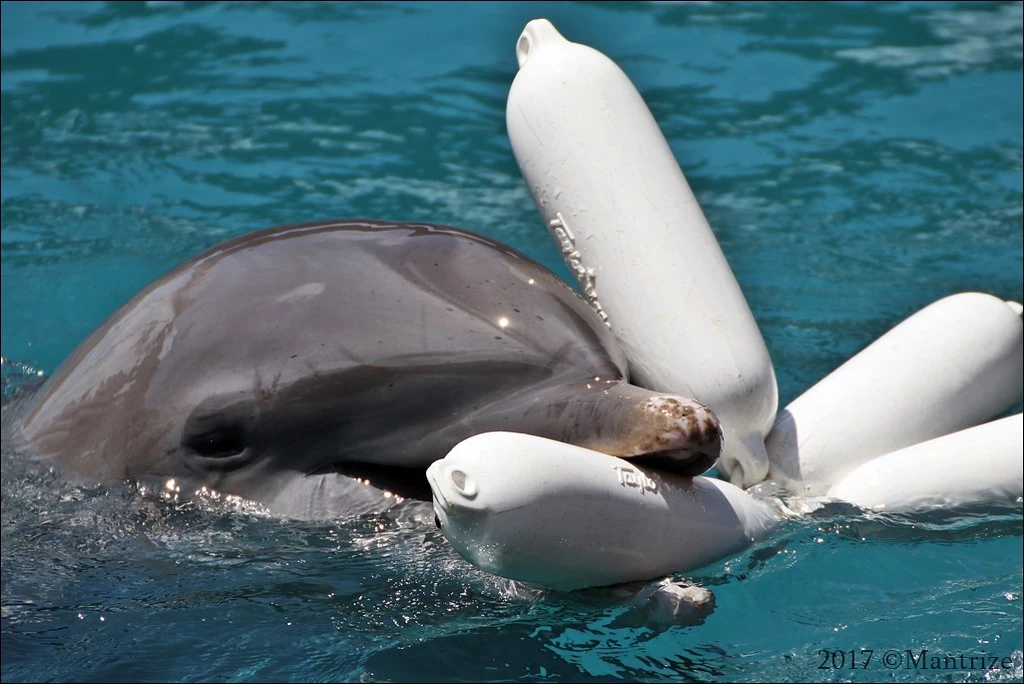 Indigo (MSQ) | Captive Cetaceans Wiki | Fandom